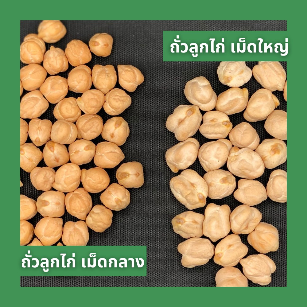 ถั่วลูกไก่ เม็ดกลาง 500 กรัม chickpeas (medium),kabuli chana (medium) ไม่รมยาฆ่าแมลง | Shopee ...