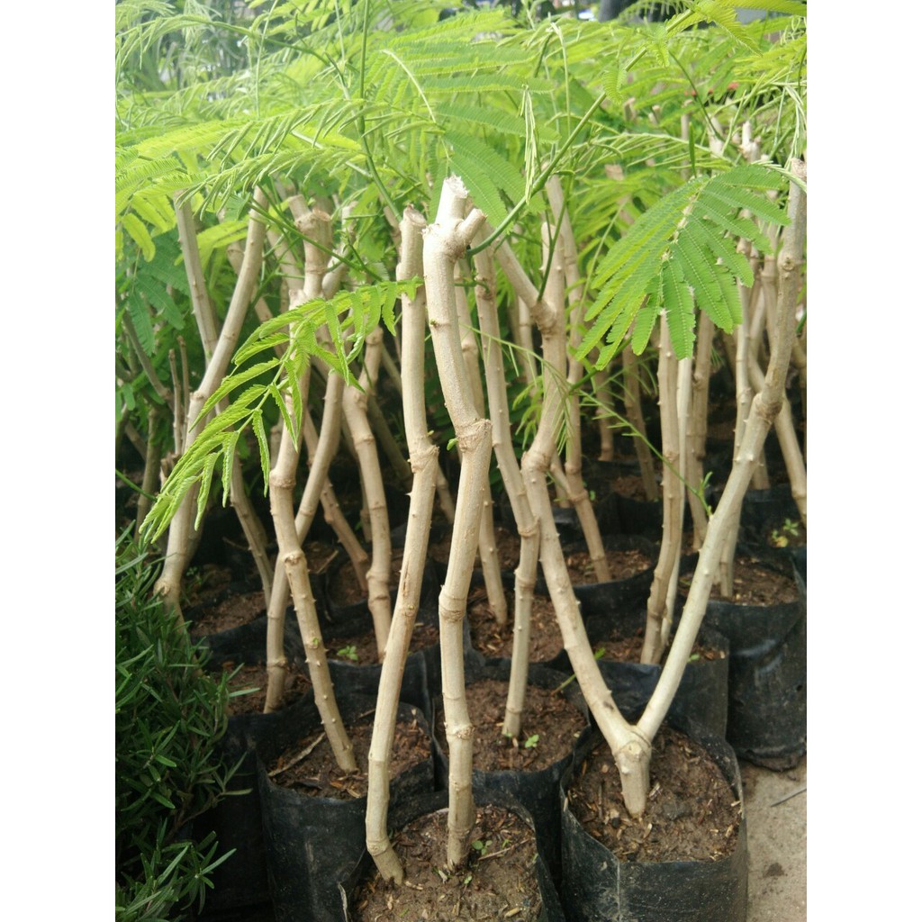 กิ่งพันธุ์ชะอม ต้นพันธ์ุชะอมพื้นบ้าน | Shopee Thailand