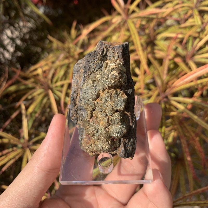 Pyrite on petrified wood 🪵 (ไพไรต์ติดไม้กลายเป็นหิน) | Shopee Thailand