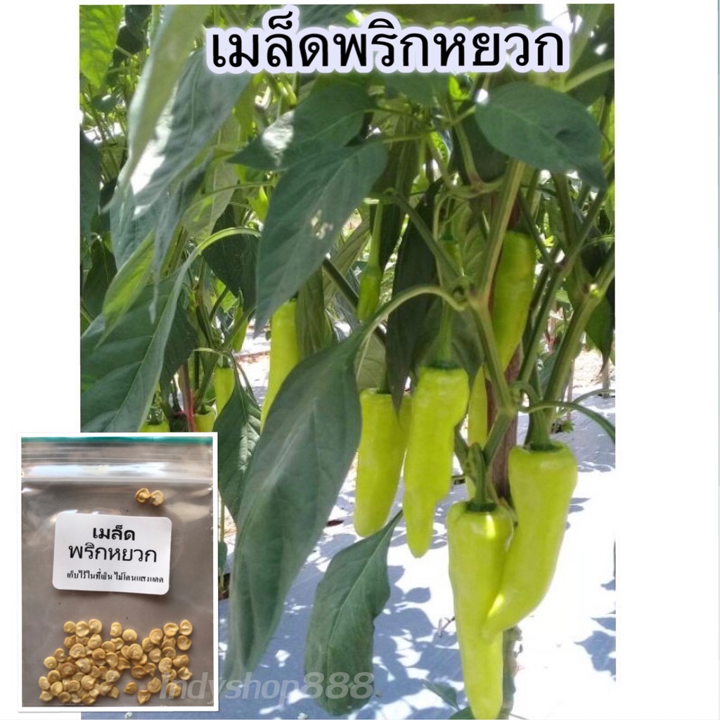 เมล็ดพันธุ์ พริกหยวกยาว บรรจุ 70 เมล็ด [10 แถม 1 คละได้] | Shopee Thailand