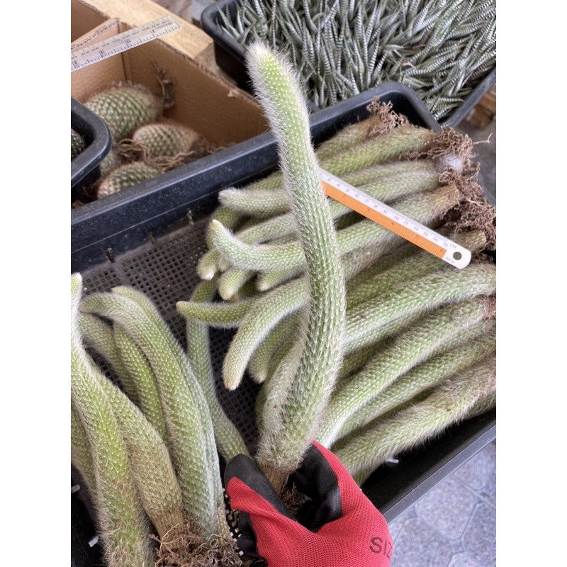 หางลิง ราคาถูกๆเลี้ยงง่ายๆโตไวเหมาะสำหรับนักสะสม | Shopee Thailand