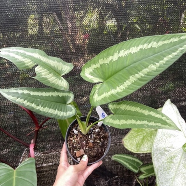 กวักพระพรหม ไม้มงคล กระถาง4” | Shopee Thailand