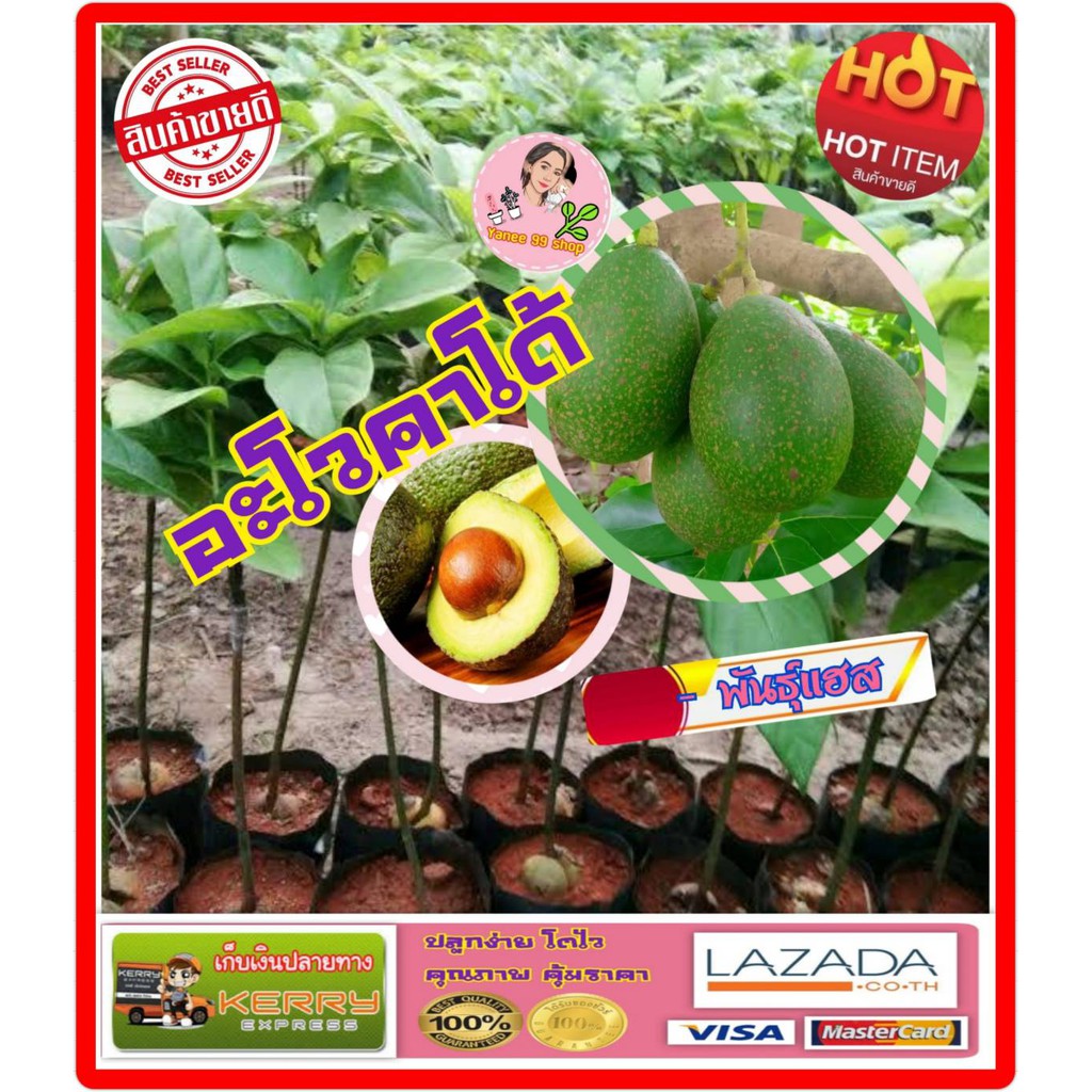 #Sale# ต้นอะโวคาโด้ !!เสียบยอด!! (Avocado Hass) พันธุ์แฮส ต้นสวยแข็งแรง ...