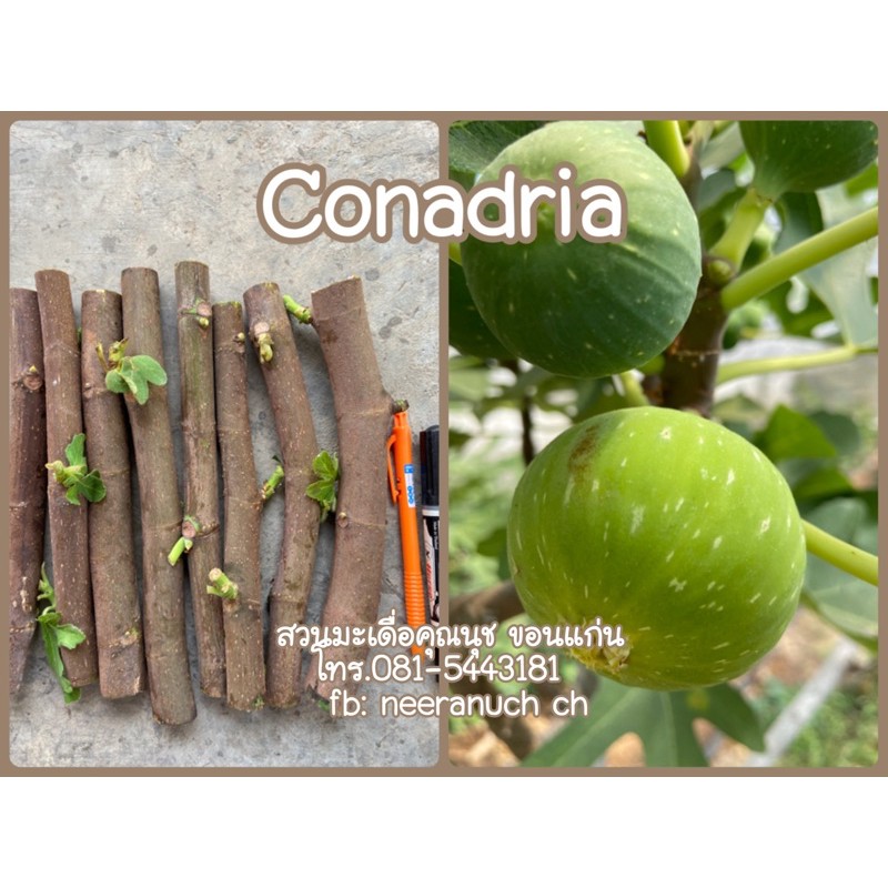 กิ่งสดมะเดื่อฝรั่งโคนาเดรีย ชุด 4กิ่ง/conadria fig cuttings set 4 pcs ...