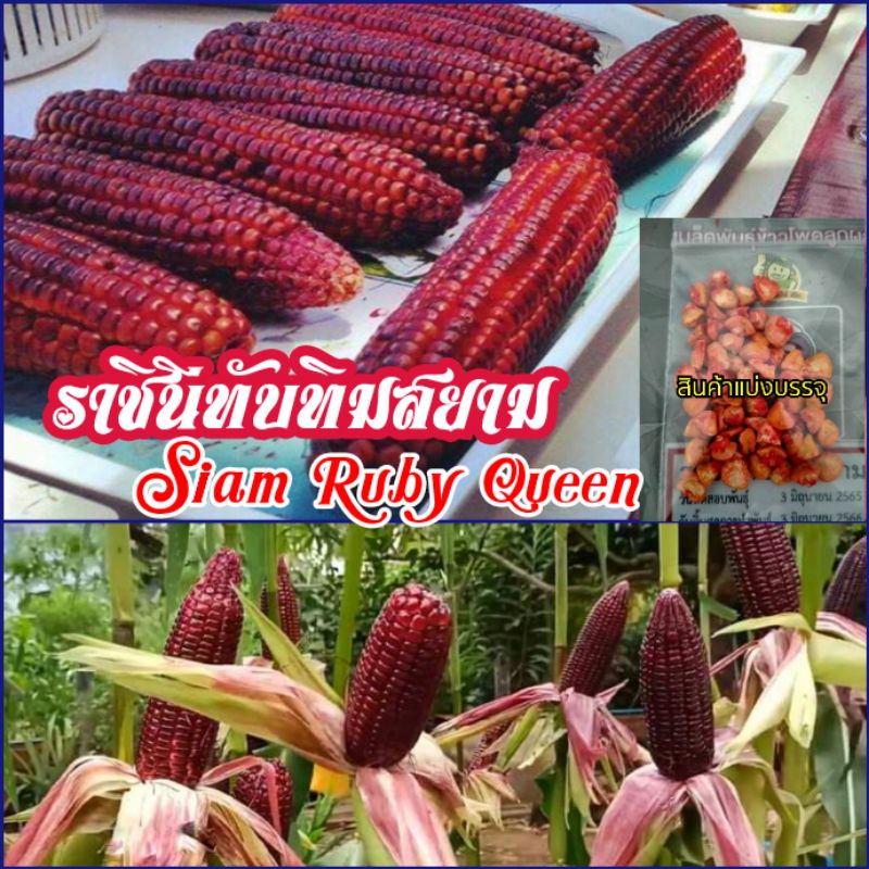 เมล็ดพันธุ์ข้าวโพดหวานทานดิบ.ราชินีทับทิมสยาม(siam ruby queen)ชุดละ 50 เมล็ด | Shopee Thailand