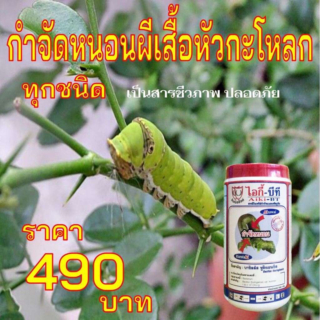กำจัดหนอนผีเสื้อหัวกะโหลก หนอนศัตรูพืชทุกชนิด ปลอดสารพิษ ไอกี้ และ FK-T ...