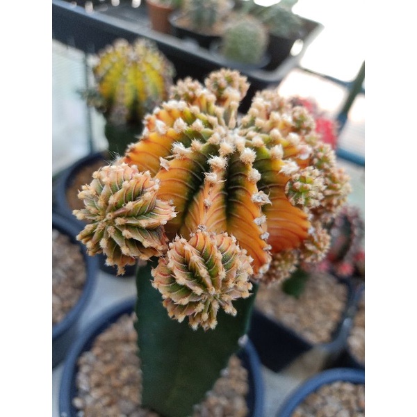 ยิมโนด่าง LB 2178 ตัวแท้ 13พู ไม้กราฟ ภาพแรกต้นแม่ | Shopee Thailand