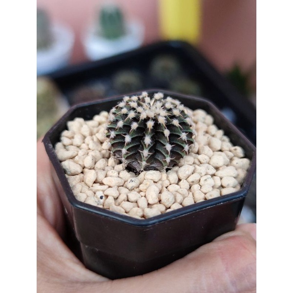 LB2178 แท้ 13 พู (ไม้เมล็ด) | Shopee Thailand