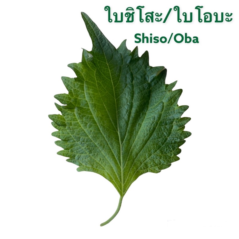 ใบชิโสะ/ใบโอบะ (Green Shiso/Oba) 1 ชุด 60 ใบ | Shopee Thailand