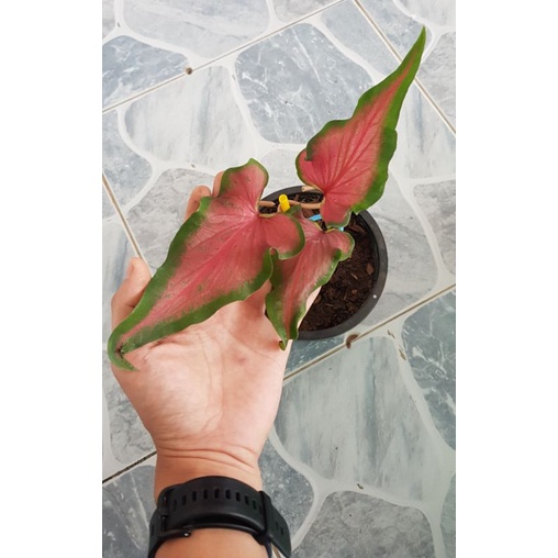 บอนสี ง้าวกวนอู ไม้แยกกอมีหัว ส่งแบบตระกร้าราคาพร้อมส่งไม่บวกเพึ่ม ...