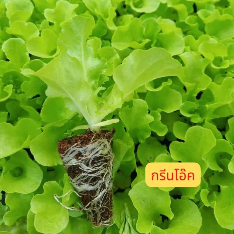 ต้นกล้าผักสลัด 5 ชนิด สลัดคอส เรดโอ๊ค สลัดแก้ว กรีนโอ๊ค บัตเตอเฮด