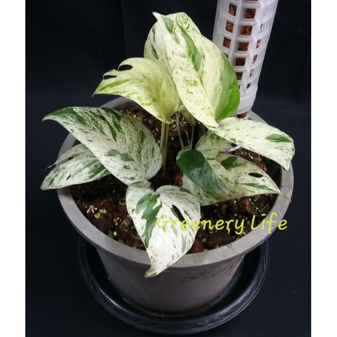 Epipremnum pinnatun sp. 'marble' Variegated (อิพิ มาร์เบิ้ล) | Shopee ...