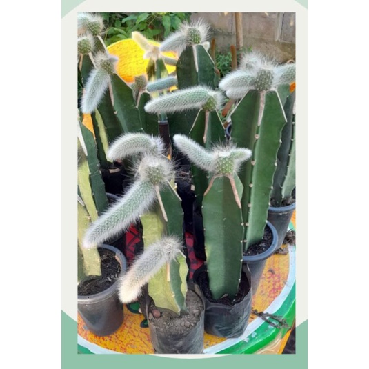 หางลิง แบบตอกราฟ ขนฟูขนยาว สามารถไปปลูกเลี้ยงต่อหางยาวไว | Shopee Thailand