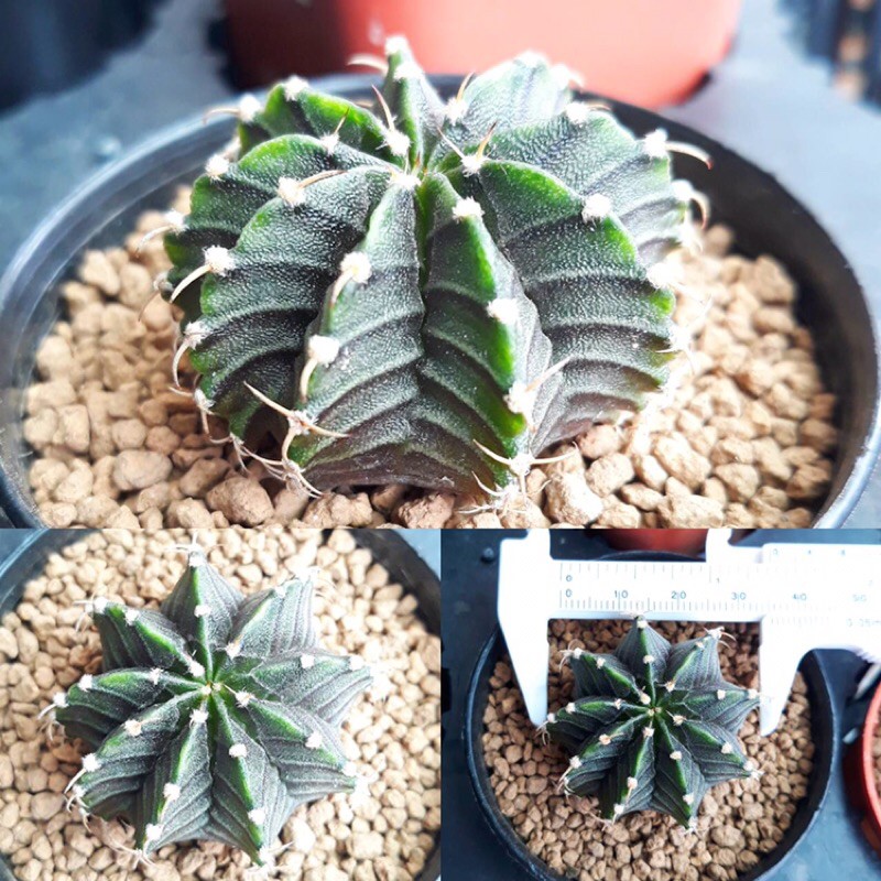 Lb hb 9 พู มีเชื้อด่าง (no.43) | Shopee Thailand