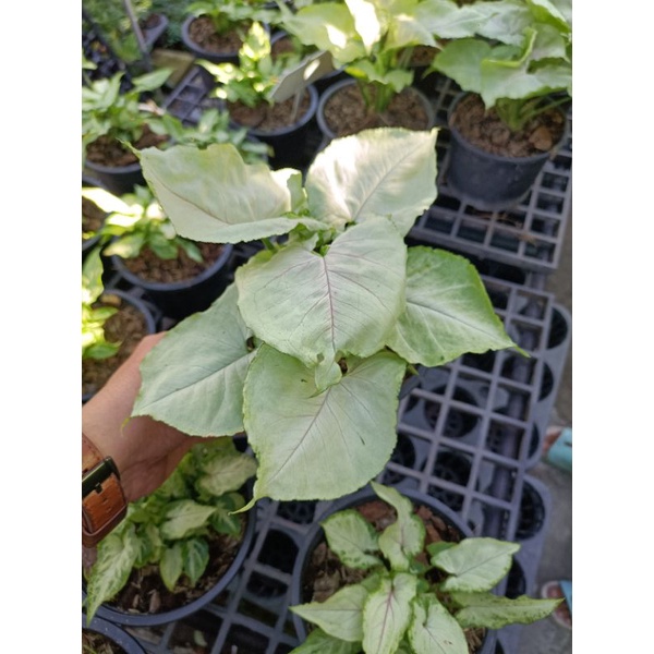 syngonium bold allusion ออมเงิน ใบสวยลายชมพู | Shopee Thailand