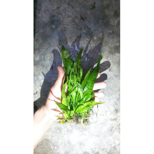ไมโครโซรัม JAVA FERN AKA KADAKA | Shopee Thailand