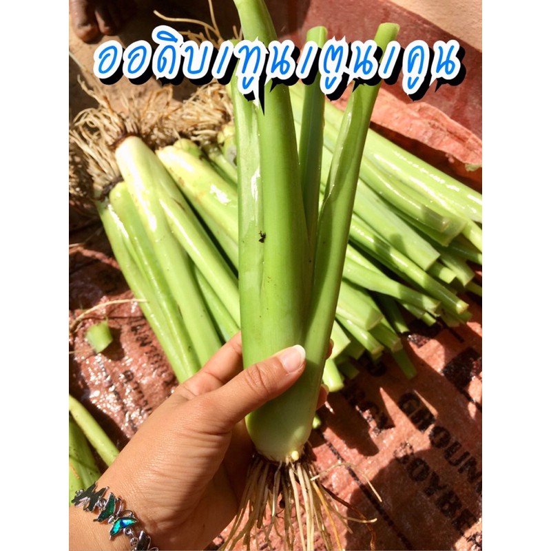 ต้นพันธุ์ #ออดิบ #ตูน #ทูน #คูน (1 ชุด 20 ต้น) | Shopee Thailand