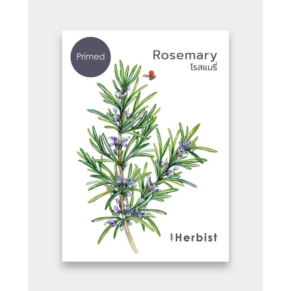 เมล็ดพันธุ์ ไพร์ม โรสแมรี่ Primed Rosemary [นำเข้า USA] | Shopee Thailand