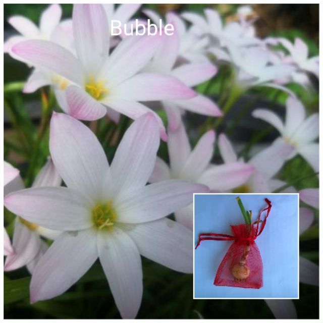 บัวดิน 'Bubble' (labuff) | Shopee Thailand