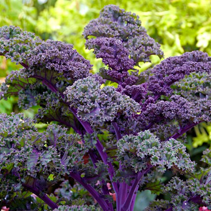 เมล็ดพันธุ์เคล เรดบอร์ เคลใบหงิกสีม่วง Redbor Kale F1 Seed 10 เมล็ด ...