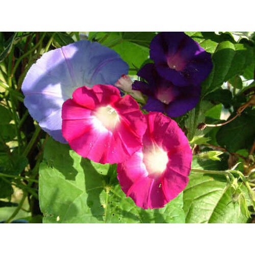 MORNING GLORY MIX - 20 SEEDS - Ipomoea tricolor - ANNUAL CLIMBING ...