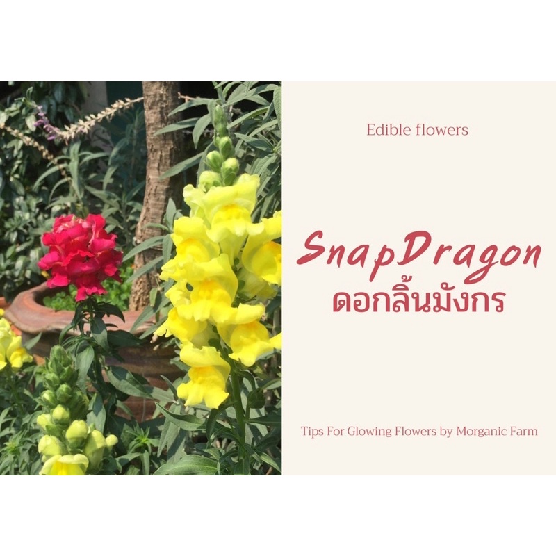 เมล็ดพันธ์ุดอกลิ้นมังกร ดอกไม้กินได้ Snapdragon edible seed | Shopee ...