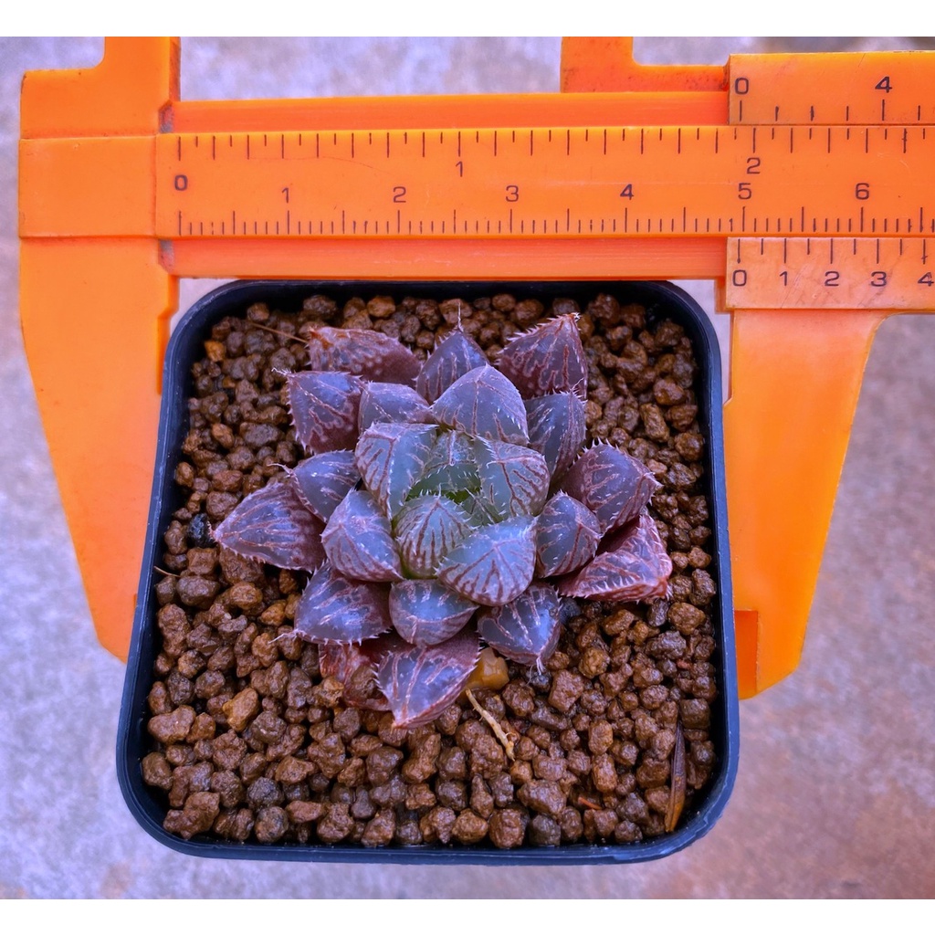 H.’Pygmaea x bayari ANC-181’ A066 | Shopee Thailand