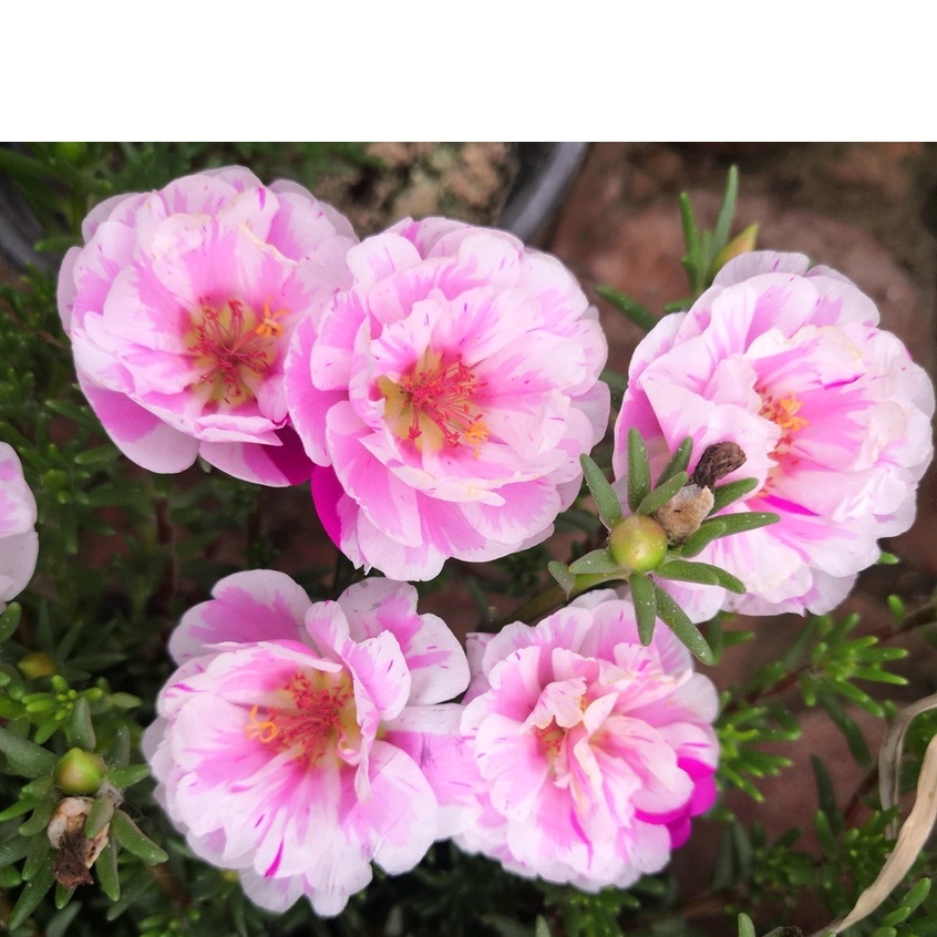 [20BIJI] Hybrid Moss Rose Seedsเมล็ดจีนหว่านเมล็ดทานตะวัน Biji Benih ...