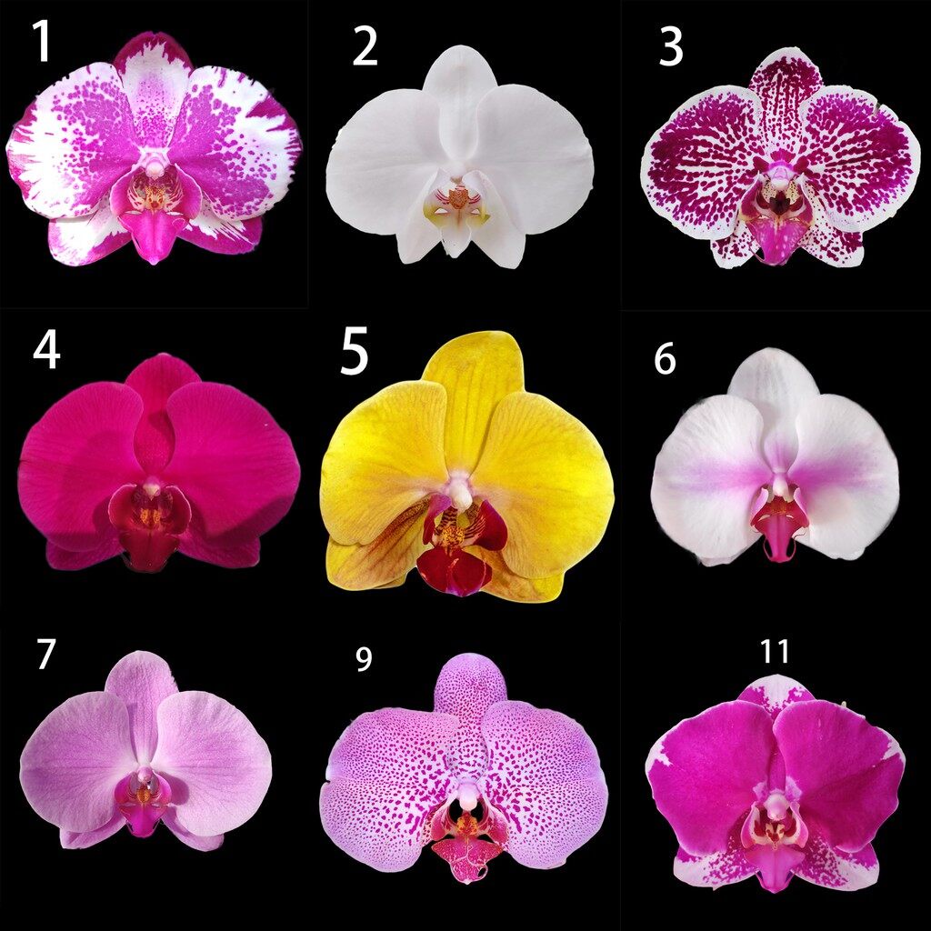 20 เมล็ดพันธุ์ เมล็ดกล้วยไม้ ฟาแลนนอปซิส Phalaenopsis Orchids Orchid
