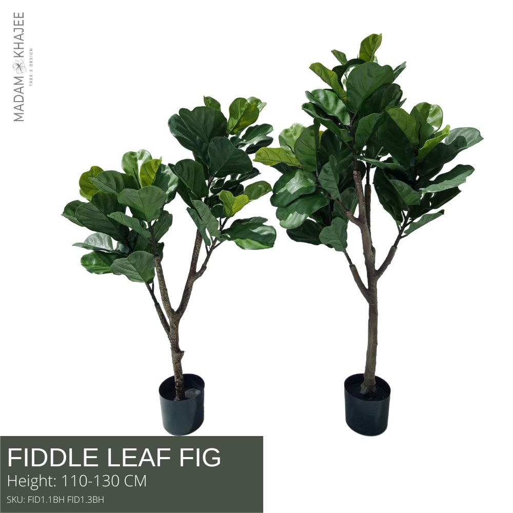 Fiddle leaf fig - Height 110-130 cm. ต้นไทรใบสัก ความสูง110-130 ซม. ...