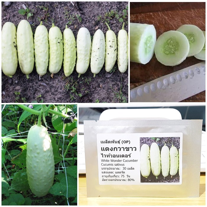 เมล็ดพันธุ์ แตงกวาขาว ไวท์วอนเดอร์ (White Wonder Cucumber Seed) บรรจุ ...