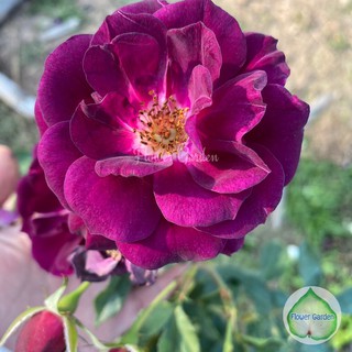 Flower Garden F493 กุหลาบ Midnight Blue (มิดไนท์ บลู) ดอกสีม่วง (ติดดอก) ขนาดถุงใหญ่ | Shopee ...