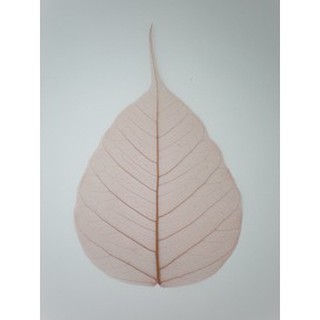 โครงใบไม้ 25 ชิ้น Light Brown (Standard Bo Skeleton Leaves) | Shopee ...