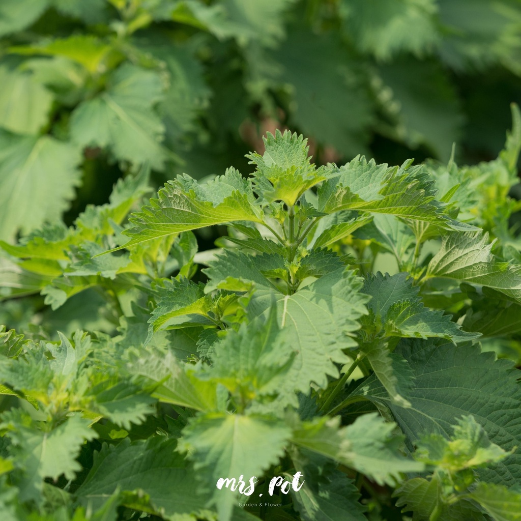 เมล็ดใบงาโอบะ Green Ohba Ao Shiso | Shopee Thailand