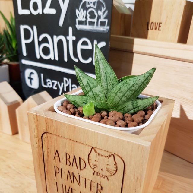 SANSEVIERIA BONCEL MINI(งาช้างแคระจิ๋วๆ) | Shopee Thailand