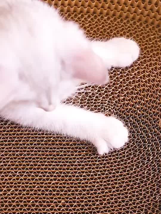 Boqi Factory ที่ลับเล็บแมว รูปอ่าง ที่ฝนเล็บแมว ของเล่นแมว เป็นที่นอน ...