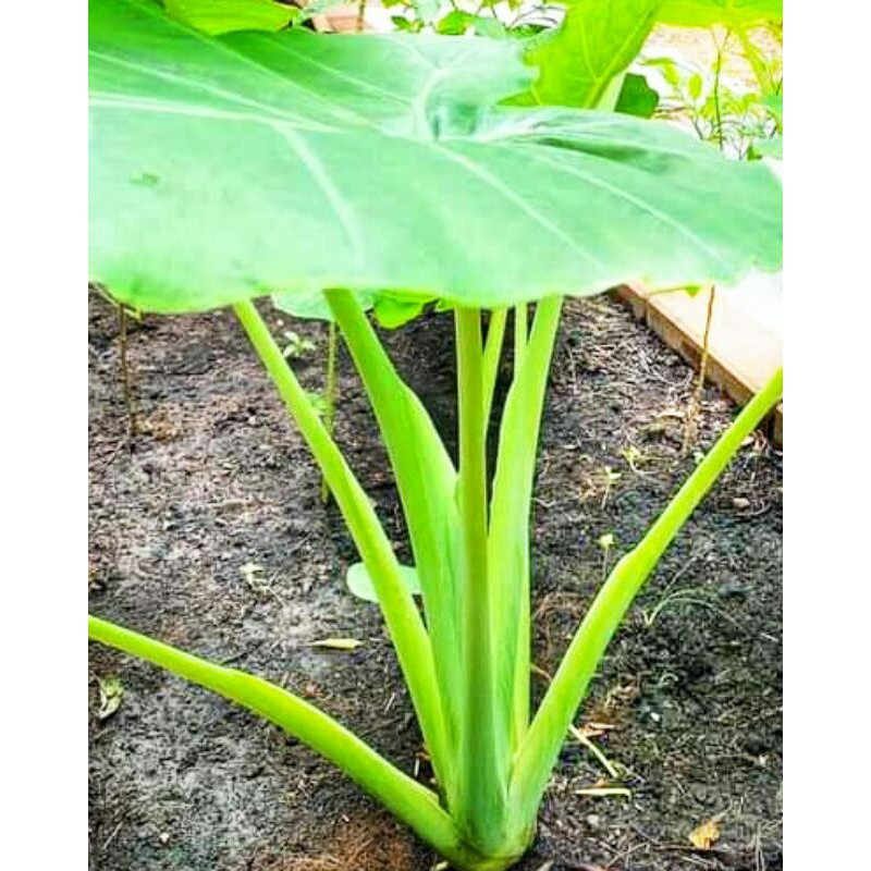 ต้นพันธุ์ทูน หรือออดิบ ผักพื้นบ้าน เริ่มหาทานยาก (ชุดละ5 ต้น) | Shopee ...