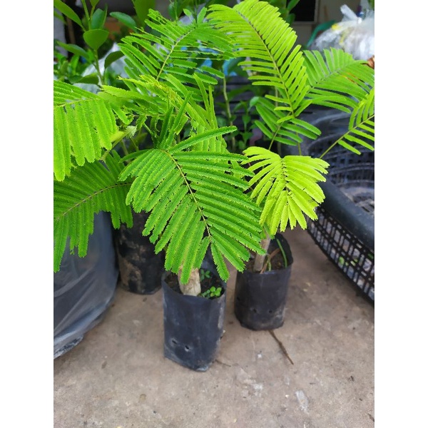 ต้นชะอม (ชำกิ่ง) 1 ชุด 2 ต้น 100 ฿ | Shopee Thailand