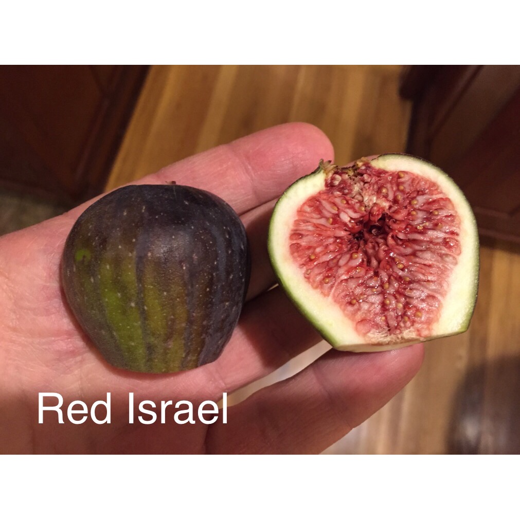 ต้นมะเดื่อฝรั่ง Figs ต้นฟิกส์ สายพันธุ์ Khurtmani Red Israel ต้นกล้า ...