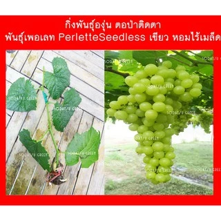 ช้อป กิ่งพันธุ์องุ่น ราคาสุดคุ้ม ได้ง่าย ๆ | Shopee Thailand