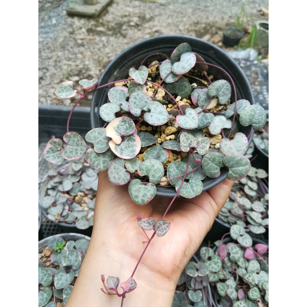 ต้นสายป่านดวงใจด่างชมพู String of hearts ขนาด 4 นิ้ว | Shopee Thailand