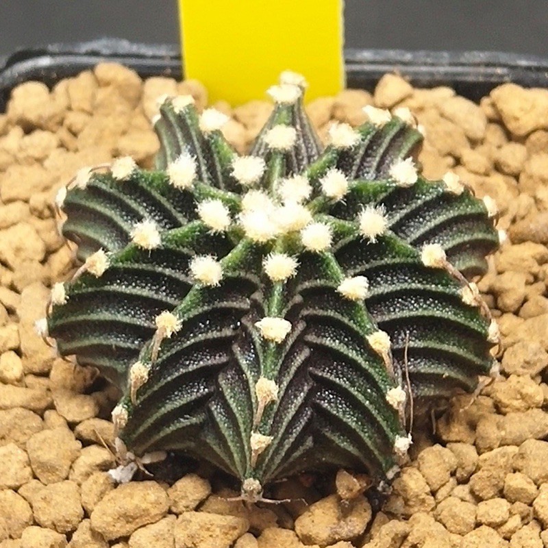 กระบองเพชร cactus แคคตัส LB2178 แท้ 10พู ไม้เมล็ด บั้งถี่ ดอทฟู ไร้หนาม | Shopee Thailand