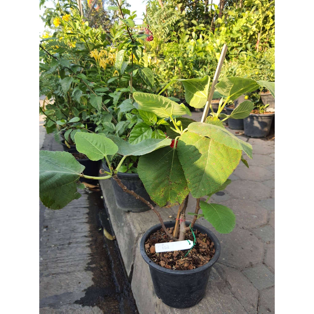 Figs ต้นมะเดื่อฝรั่ง พันธุ์ BTM6 (ญี่ปุ่น) อร่อย หวาน หอมมากๆ ต้นสมบูรณ์มาก รากแน่นๆ จัดส่งพร้อม ...