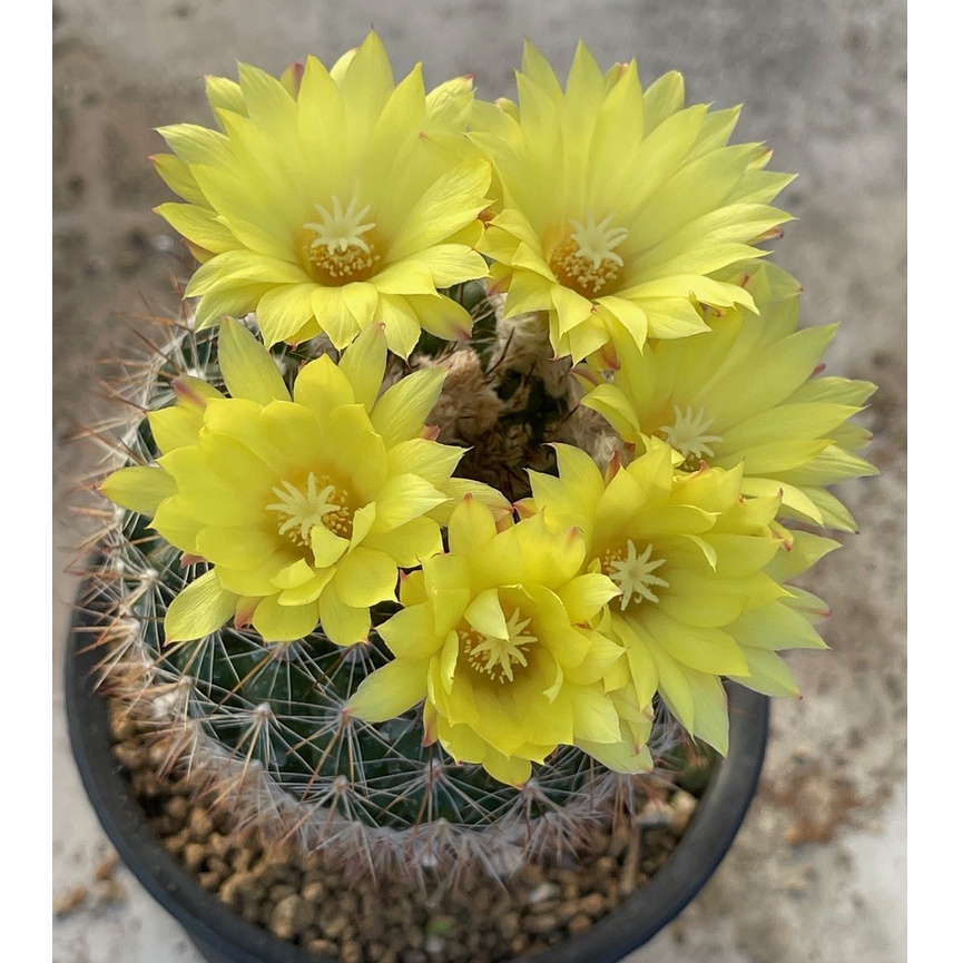 เมล็ดแคคตัส Parodia formosa 40 เมล็ด | Shopee Thailand