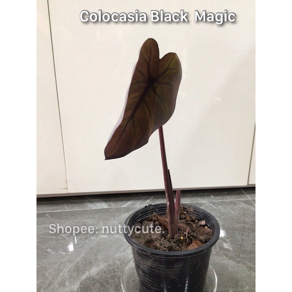 Colocasia Black Magic บอนดำ(ใบดำ-ก้านดำ) | Shopee Thailand
