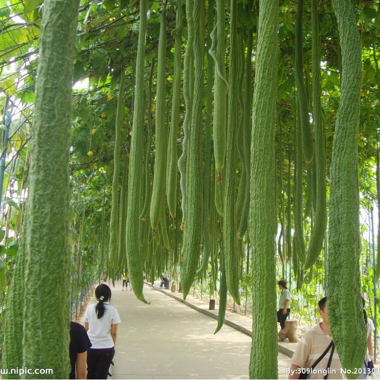 เมล็ดบวบหอมยาว Long Luffa บรรจุชุดละ 30 เมล็ด | Shopee Thailand