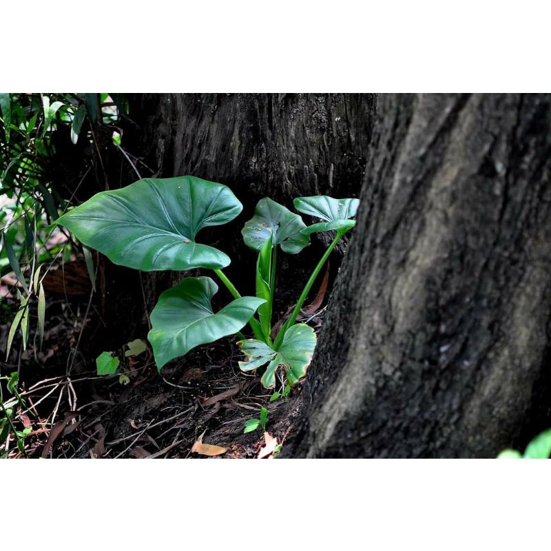 ว่านโพง ว่านโพรงในตำนาน มีญานว่านในตัวสูง | Shopee Thailand