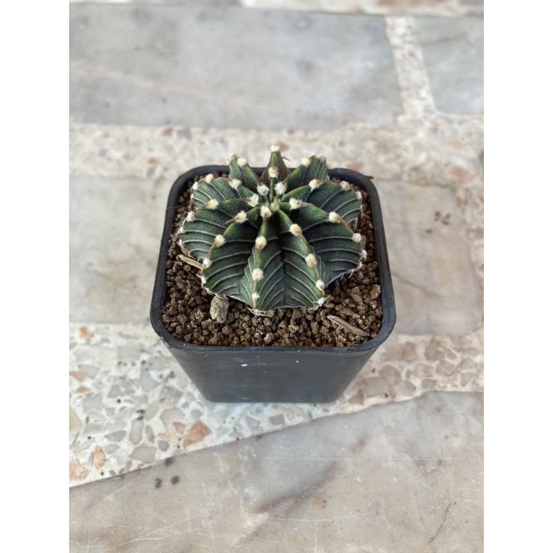 ไม่จกตา lb2178 แท้ 10พู ขนาด 4 cm | Shopee Thailand