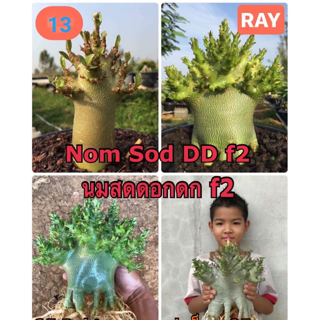 มล็ด ต้นไม้ ต้นชวนชม Adenium Somphop 13 Nom Sod Dd F2 ซื้อ 1คำสั่ง จะ