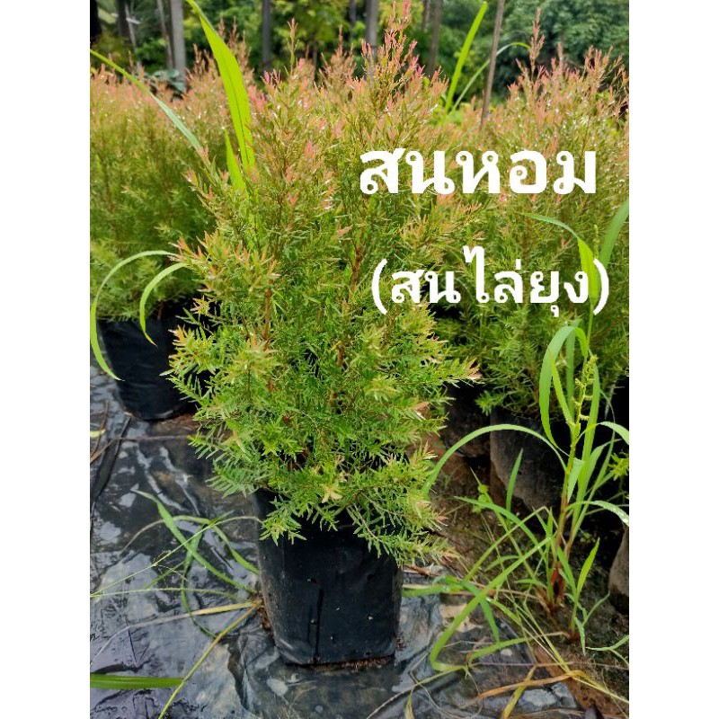 ต้นสนหอม สนไล่ยุง สนหอมยอดแดง | Shopee Thailand